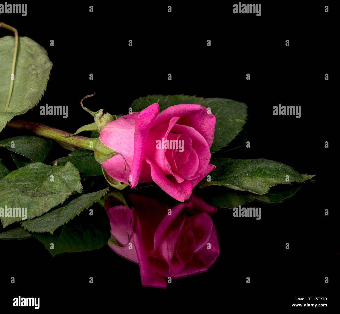 Holiday rose hi-res stock photography and images - Alamy