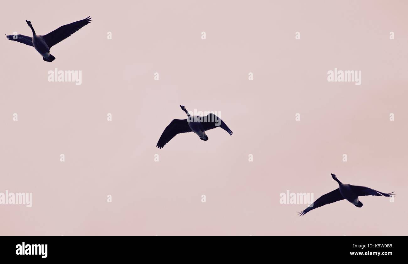 Geese flying in the sky hi-res stock photography and images - Alamy