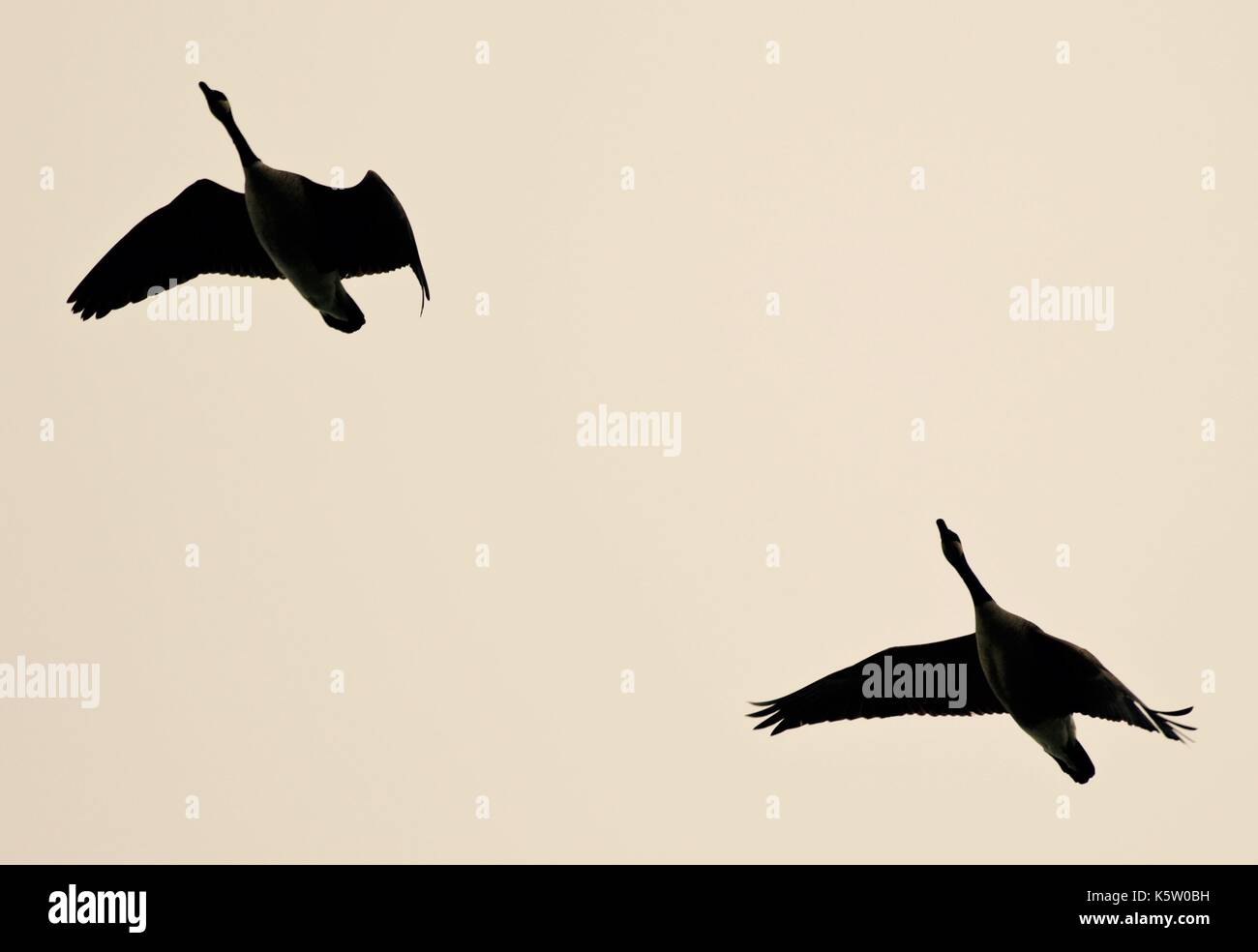 Isolated photo of two Canada geese flying Stock Photo - Alamy
