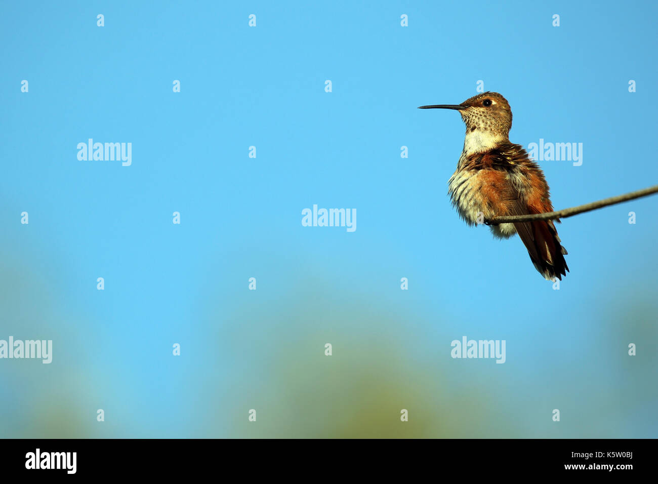 Cute hummingbird hi-res stock photography and images - Alamy