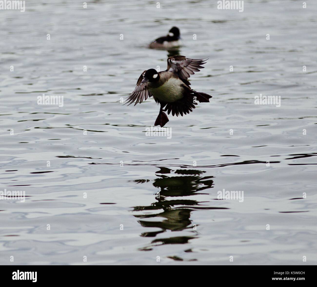 Isolated photo of a cute duck landing on a lake Stock Photo - Alamy