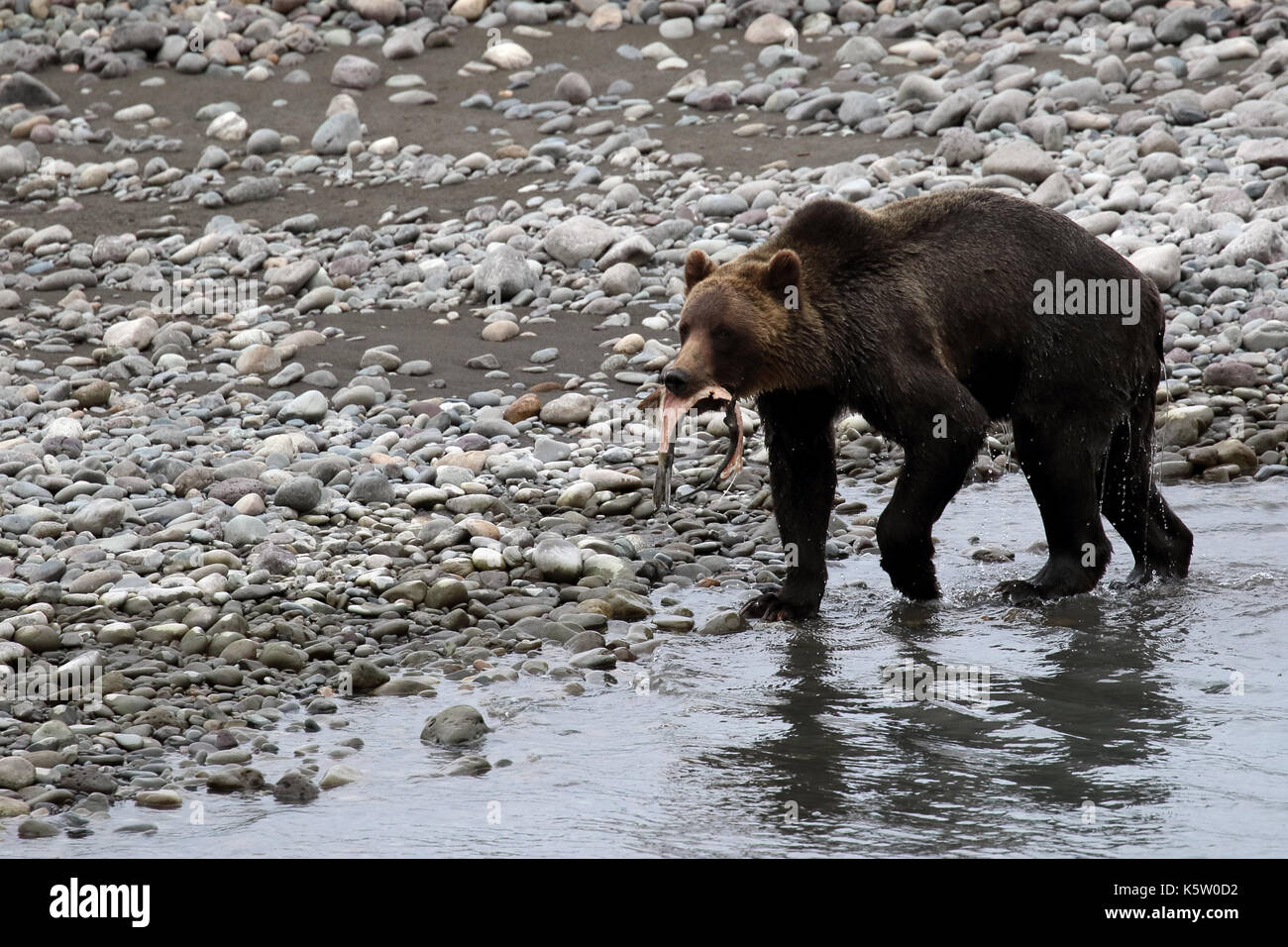 Wildlife scavenging hi-res stock photography and images - Alamy