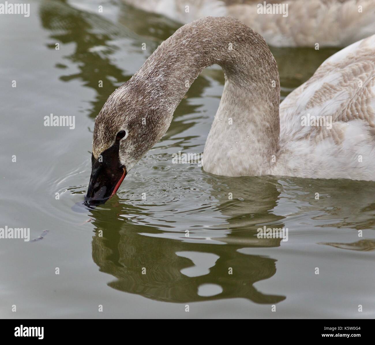 Picture with a trumpeter swan drinking water Stock Photo - Alamy