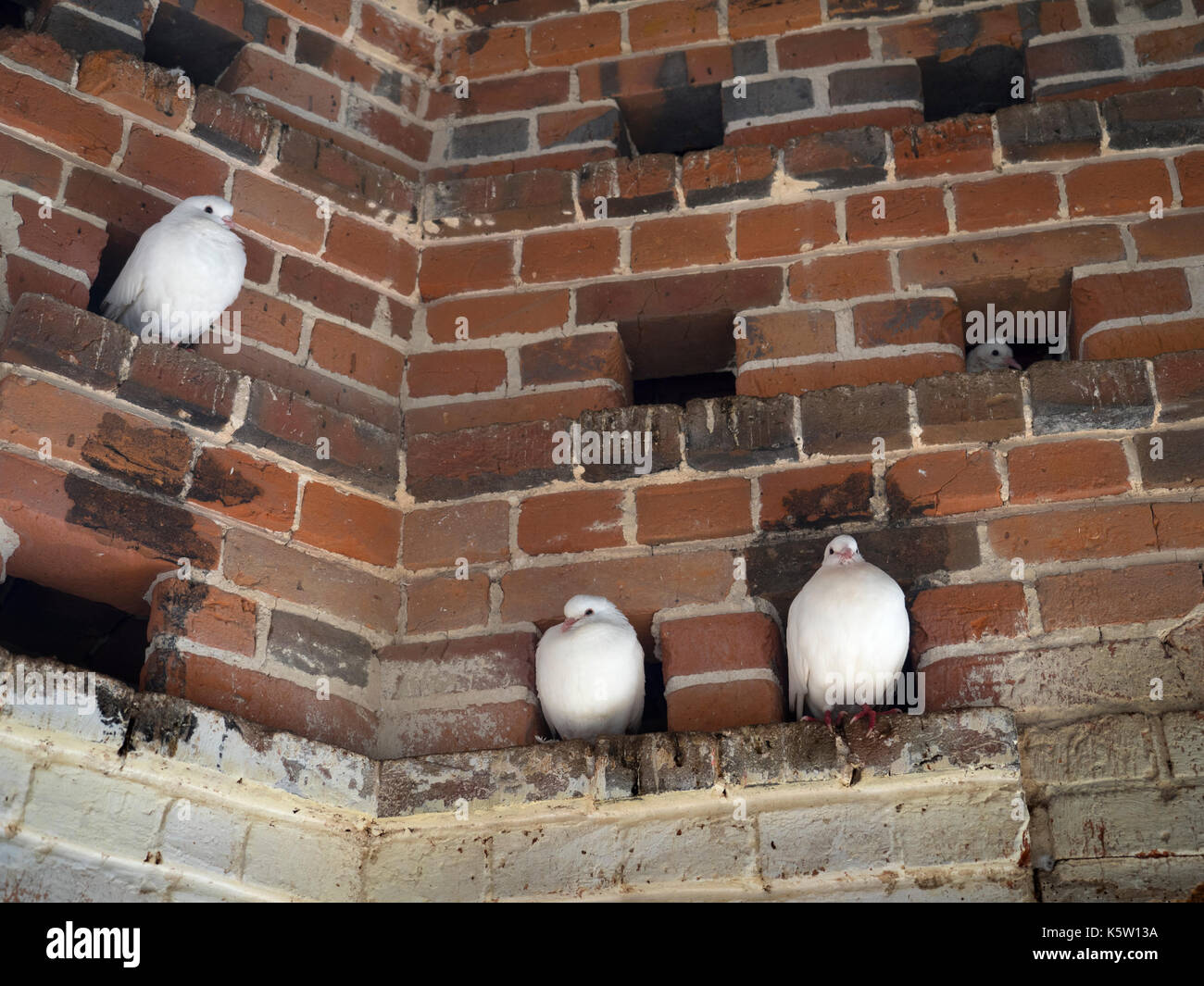 White Doves or Fan-Tailed Pigeons in an historic Dovecote Stock Photo ...