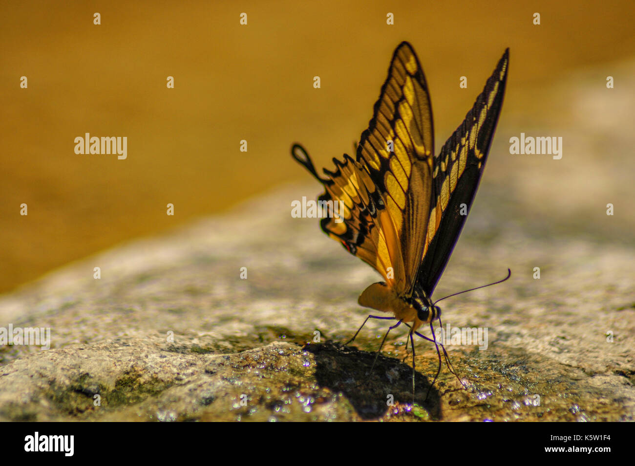 Butterfly wing patterns hi-res stock photography and images - Alamy