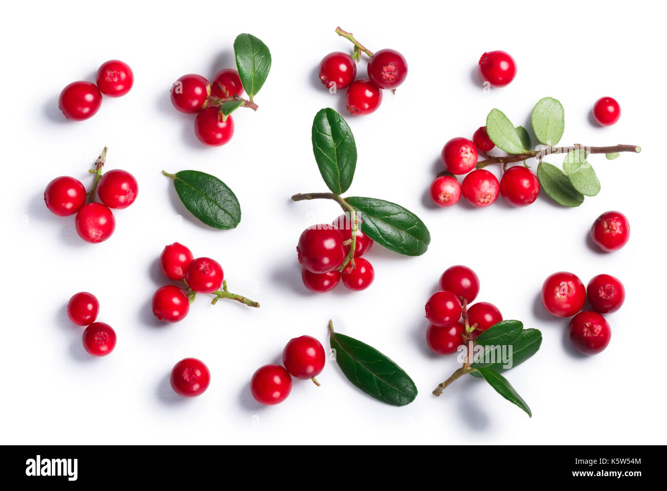 Lingonberry (fruits of Vaccinium vitis-idaea), top view. Clipping paths ...