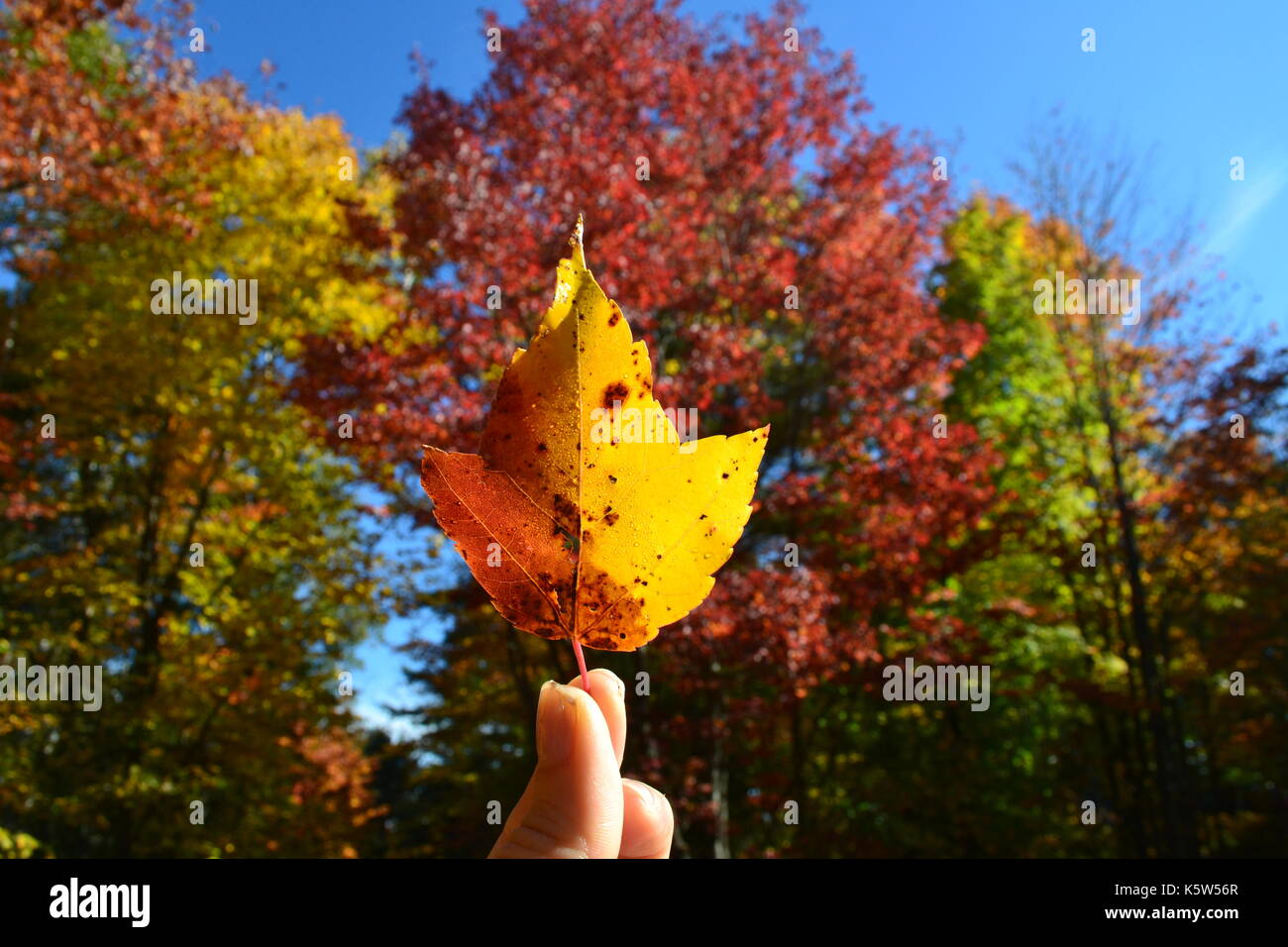Different colours of the Fall Stock Photo - Alamy