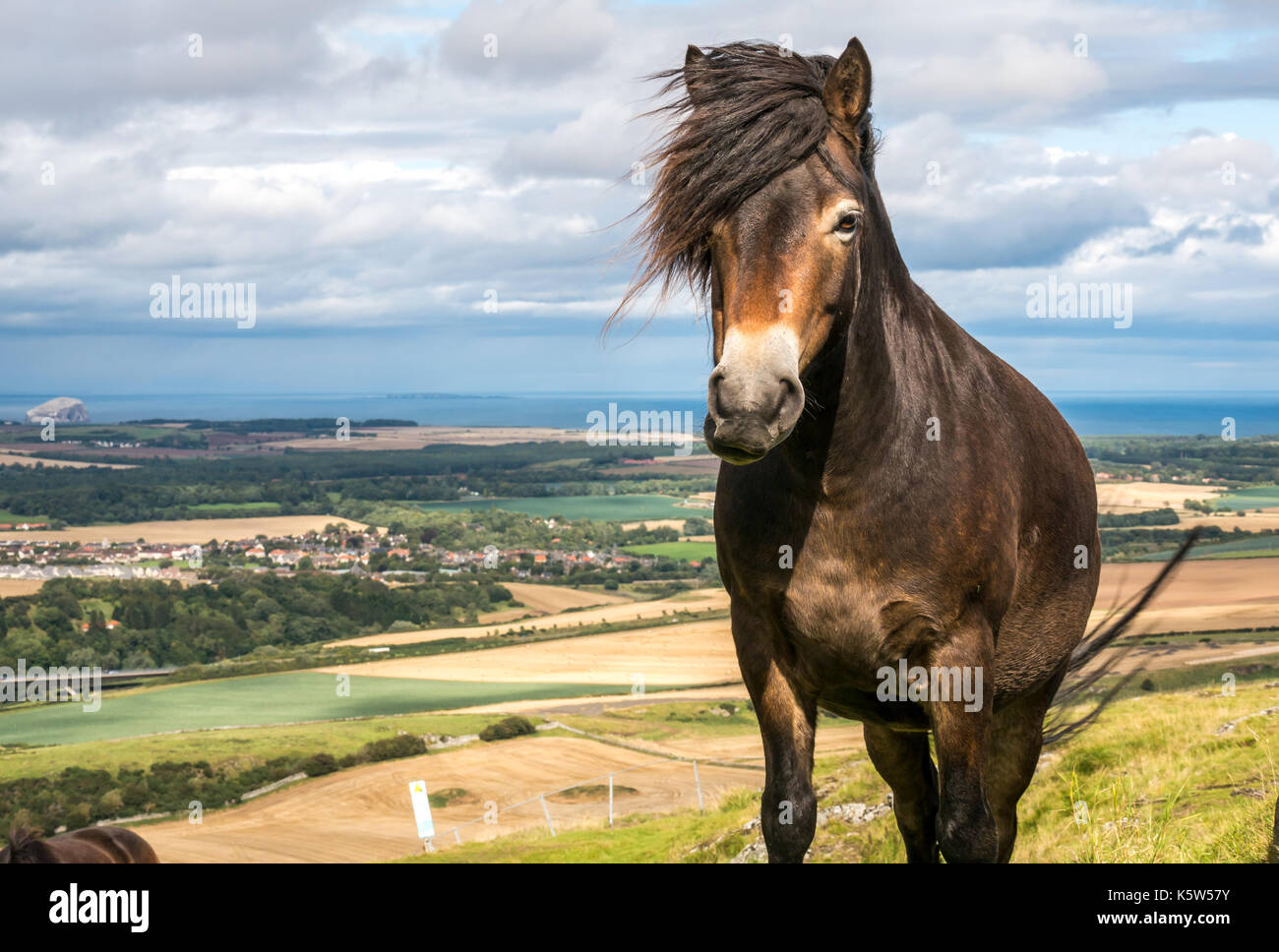 Semi feral Exmoor pony, Traprain Law, East Lothian, Scotland, UK ...