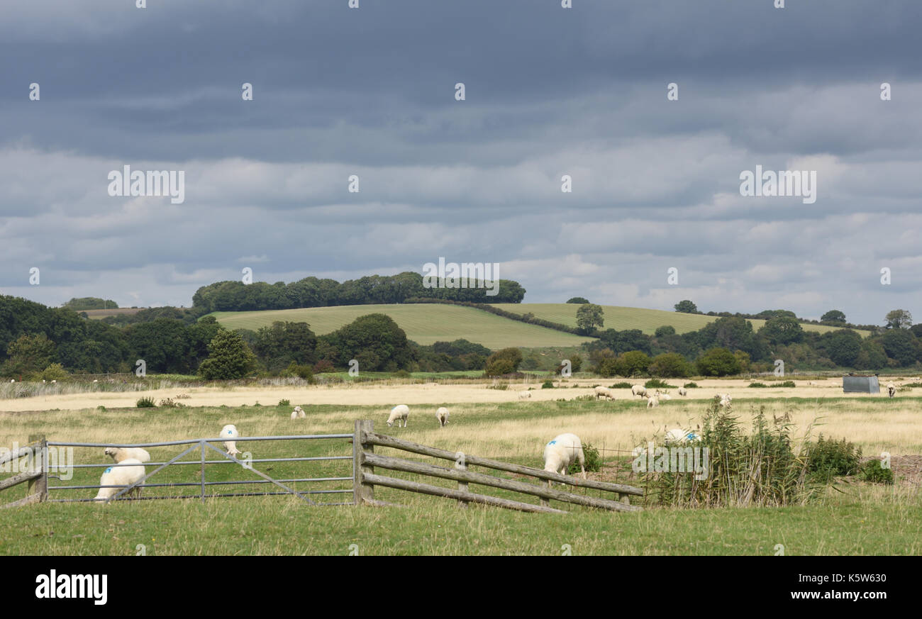 Pett level hi-res stock photography and images - Alamy