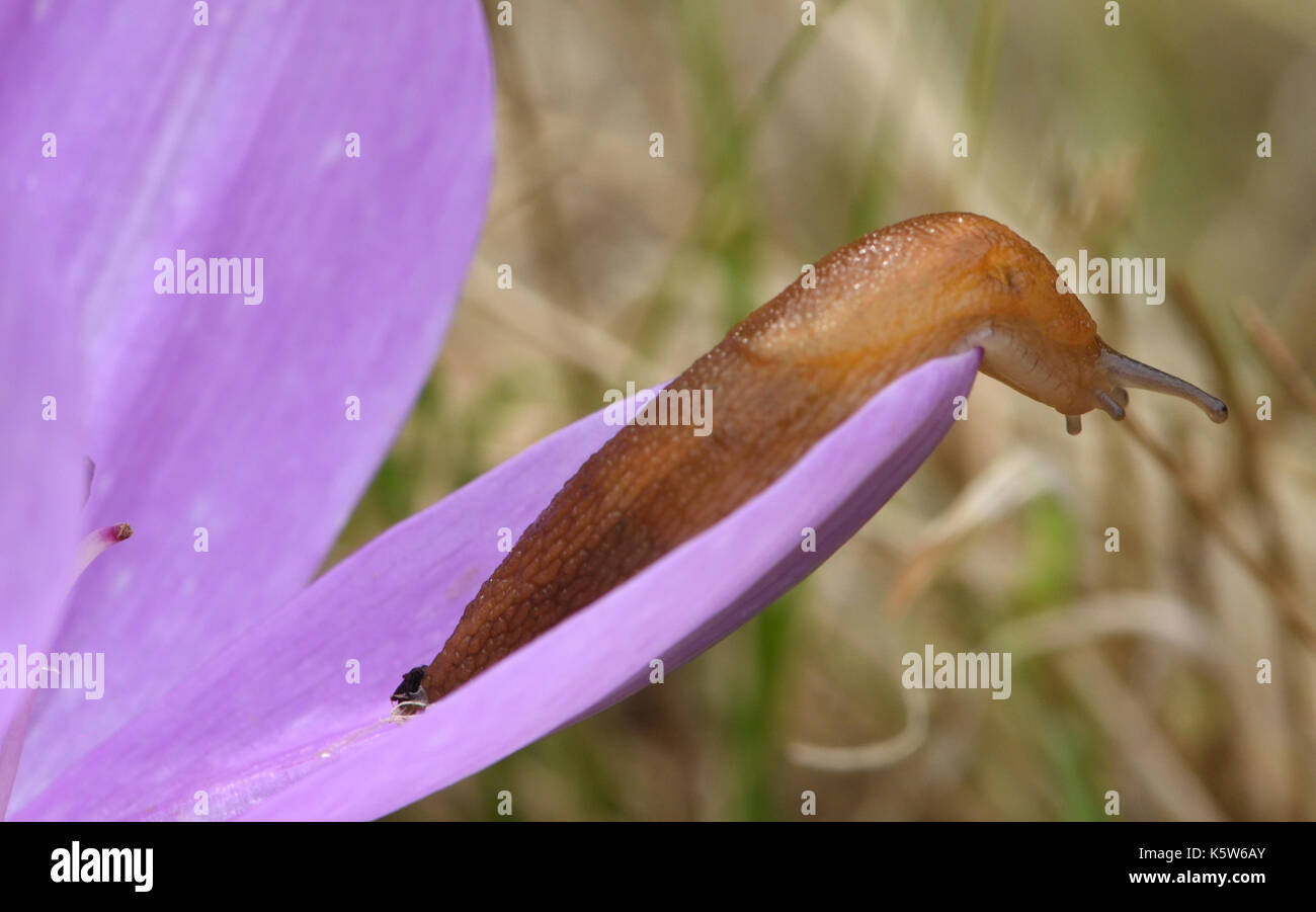 Garden slug eating hi-res stock photography and images - Alamy