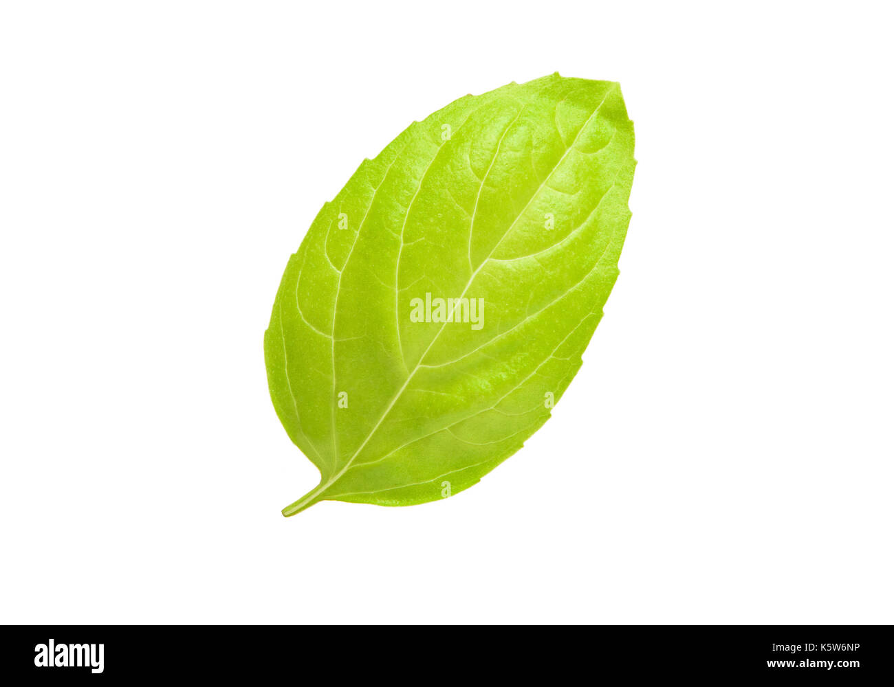 One single leaf of oregano isolated on white background. Macro view ...