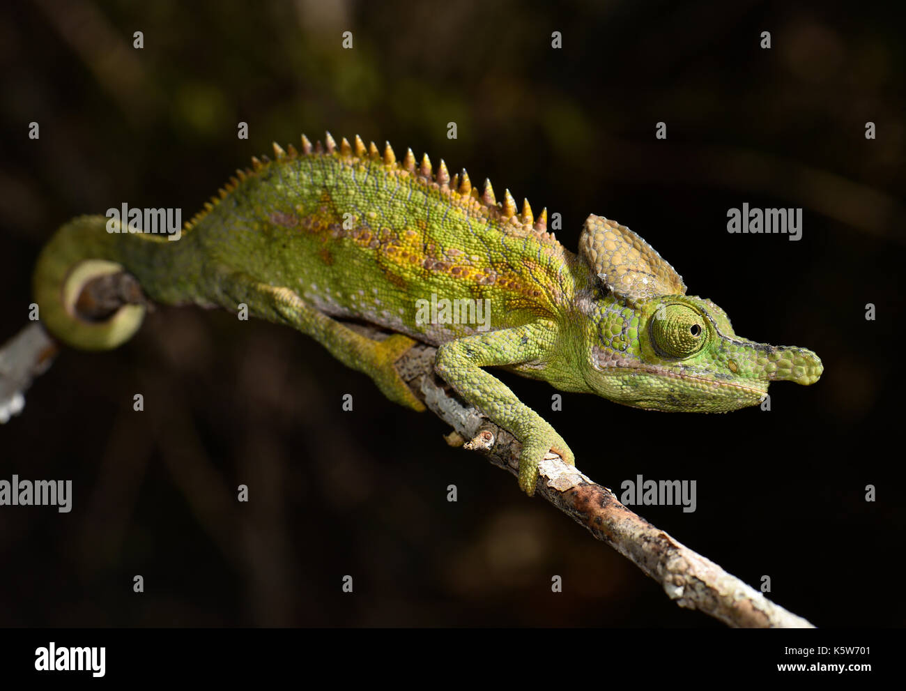Rhinoceros (Furcifer antimena), male, Dornenwälder in southwest ...