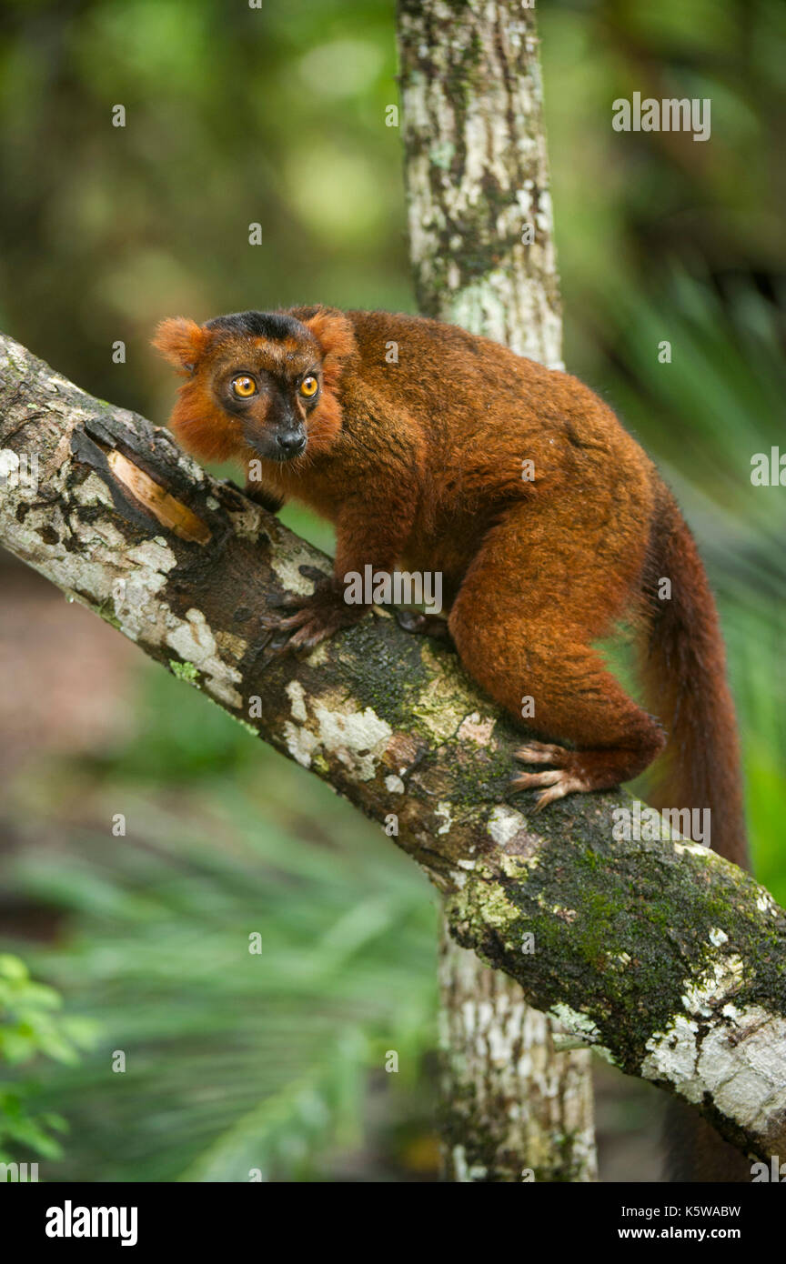 Red ruffed lemur, Varecia rubra, Palmarium Reserve, Lac Ampitabe ...