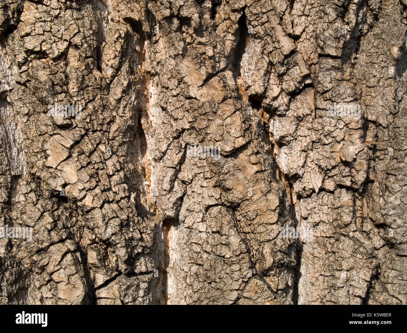 Poplar tree bark Stock Photo - Alamy