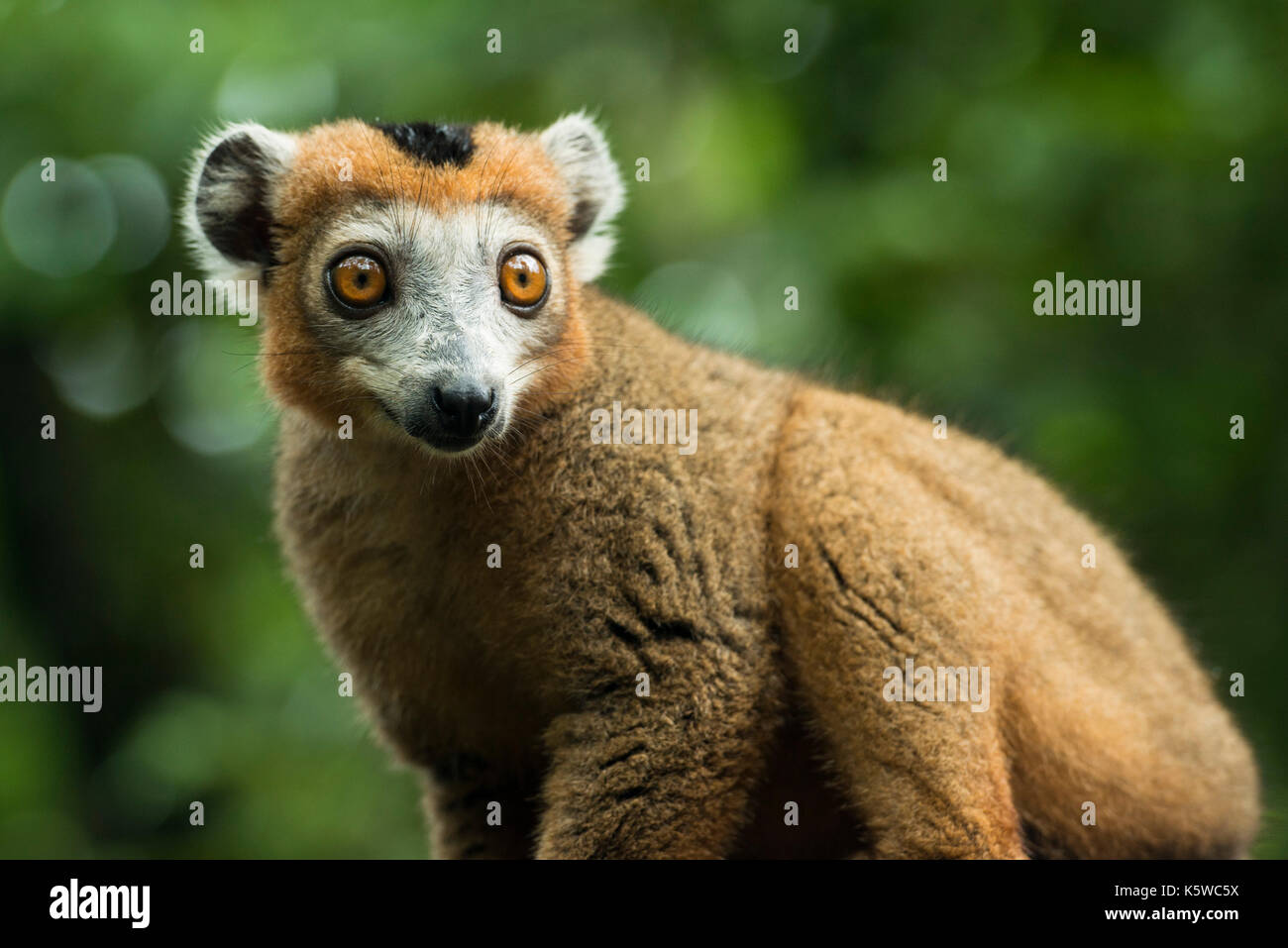 Crowned lemur, Eulemur coronatus, Palmarium Reserve, Lac Ampitabe ...