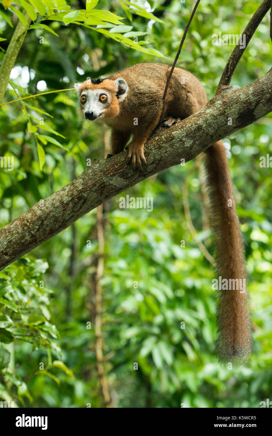 Crowned lemur, Eulemur coronatus, Palmarium Reserve, Lac Ampitabe ...