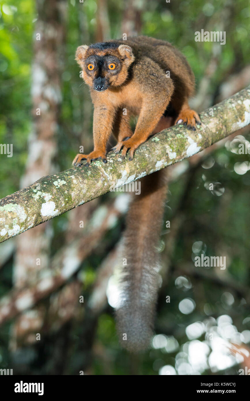 White-collared brown lemur, Eulemur albocollaris, Palmarium Reserve ...