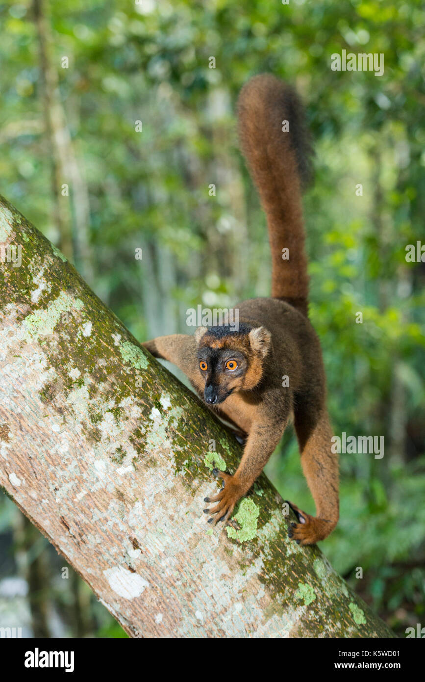 White collared brown lemur hi-res stock photography and images - Alamy
