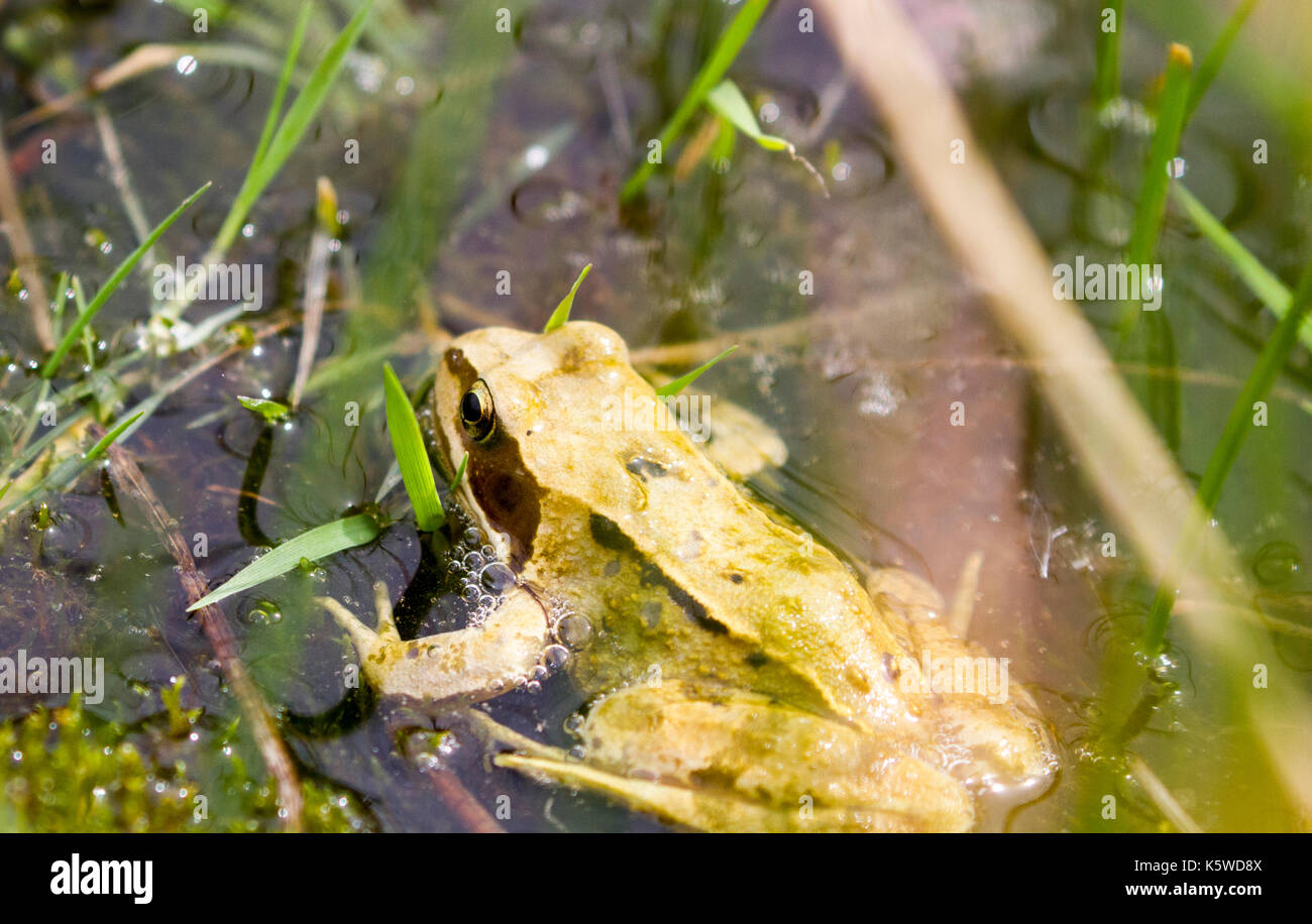 Common frog in pool Stock Photo - Alamy