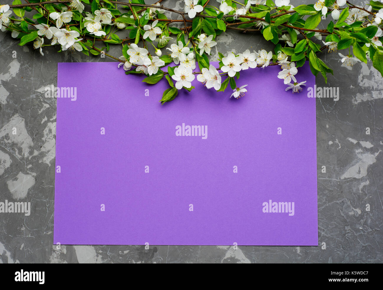Violet paper background with cherry tree blossom. Flat lay with spring ...
