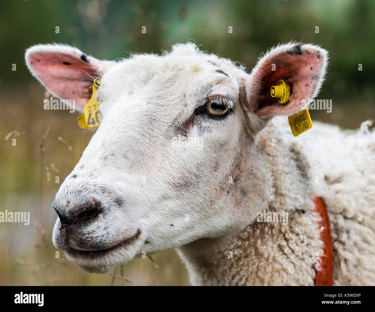 Norway sheep hi-res stock photography and images - Alamy