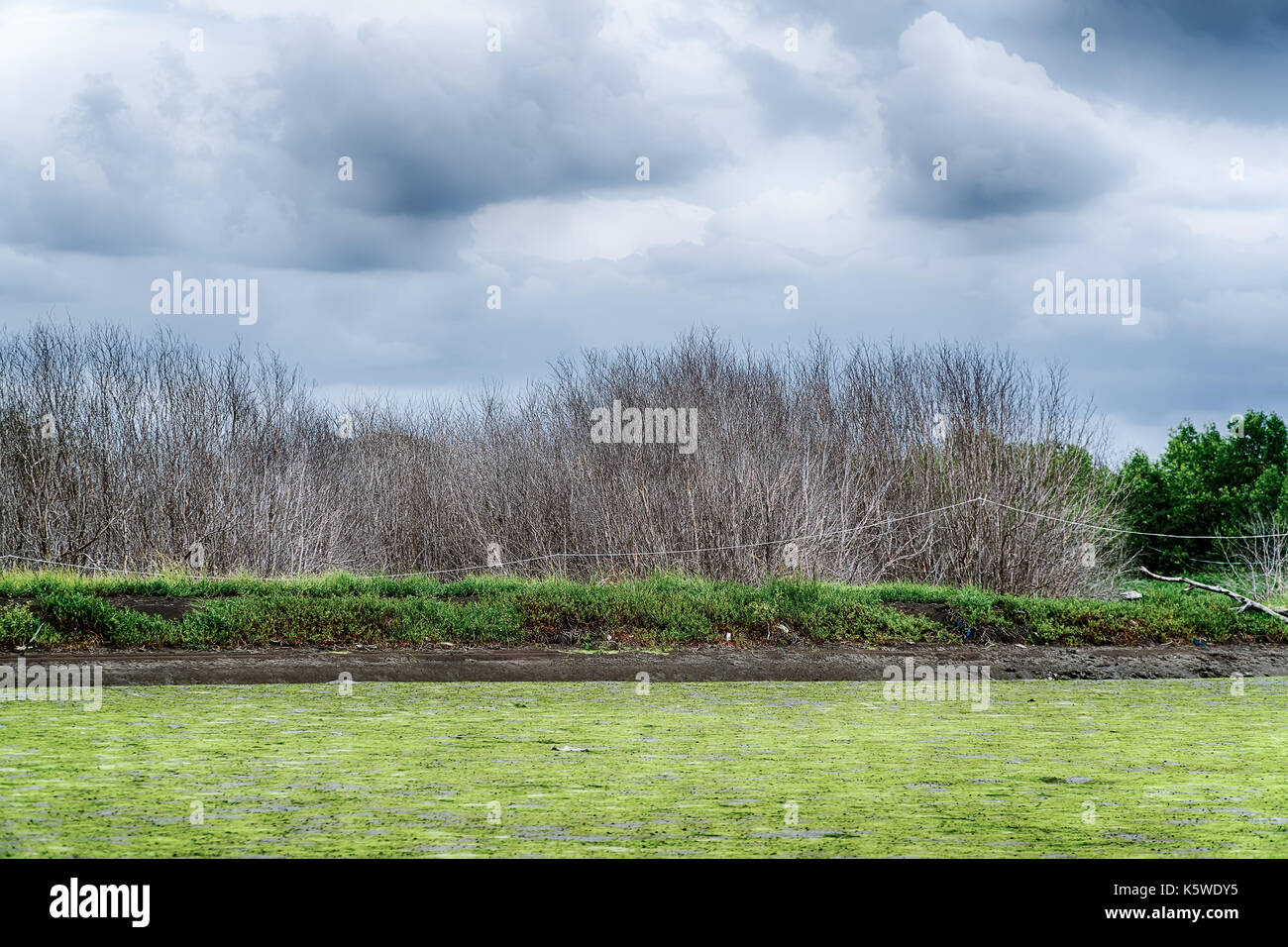 Mangrove forest and oyster farming in Thailand Stock Photo - Alamy