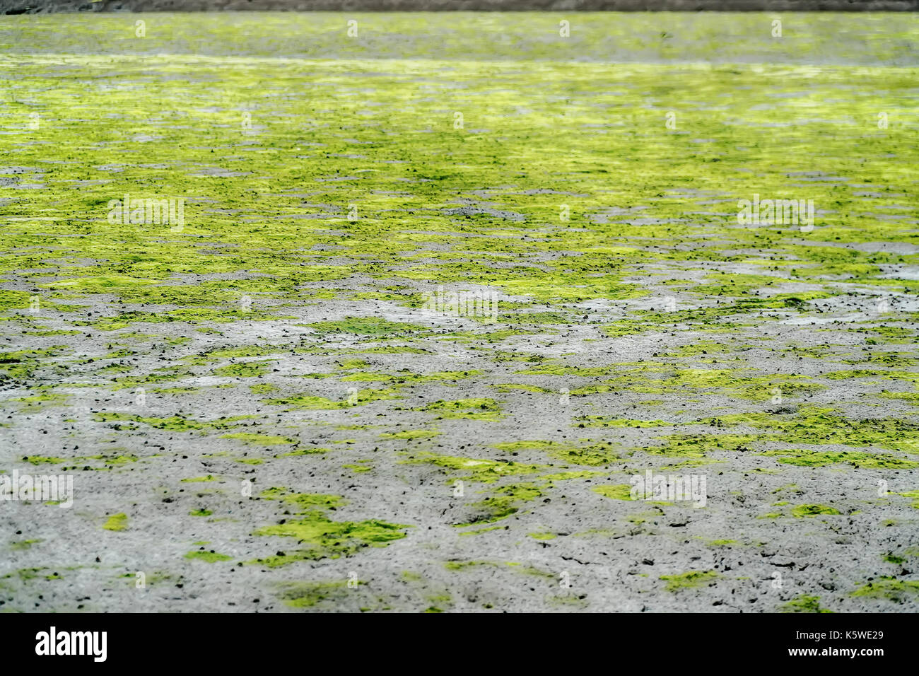 Green algae on a surface of the lake Stock Photo - Alamy