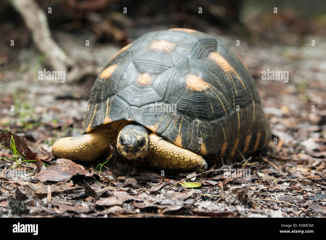 Radiated tortoise, Astrochelys radiata, Palmarium Reserve, Lac Ampitabe ...