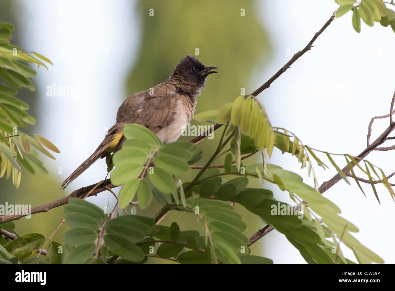 Bulbul common bulbul pycnonotus barbatus kenya africa hi-res stock ...