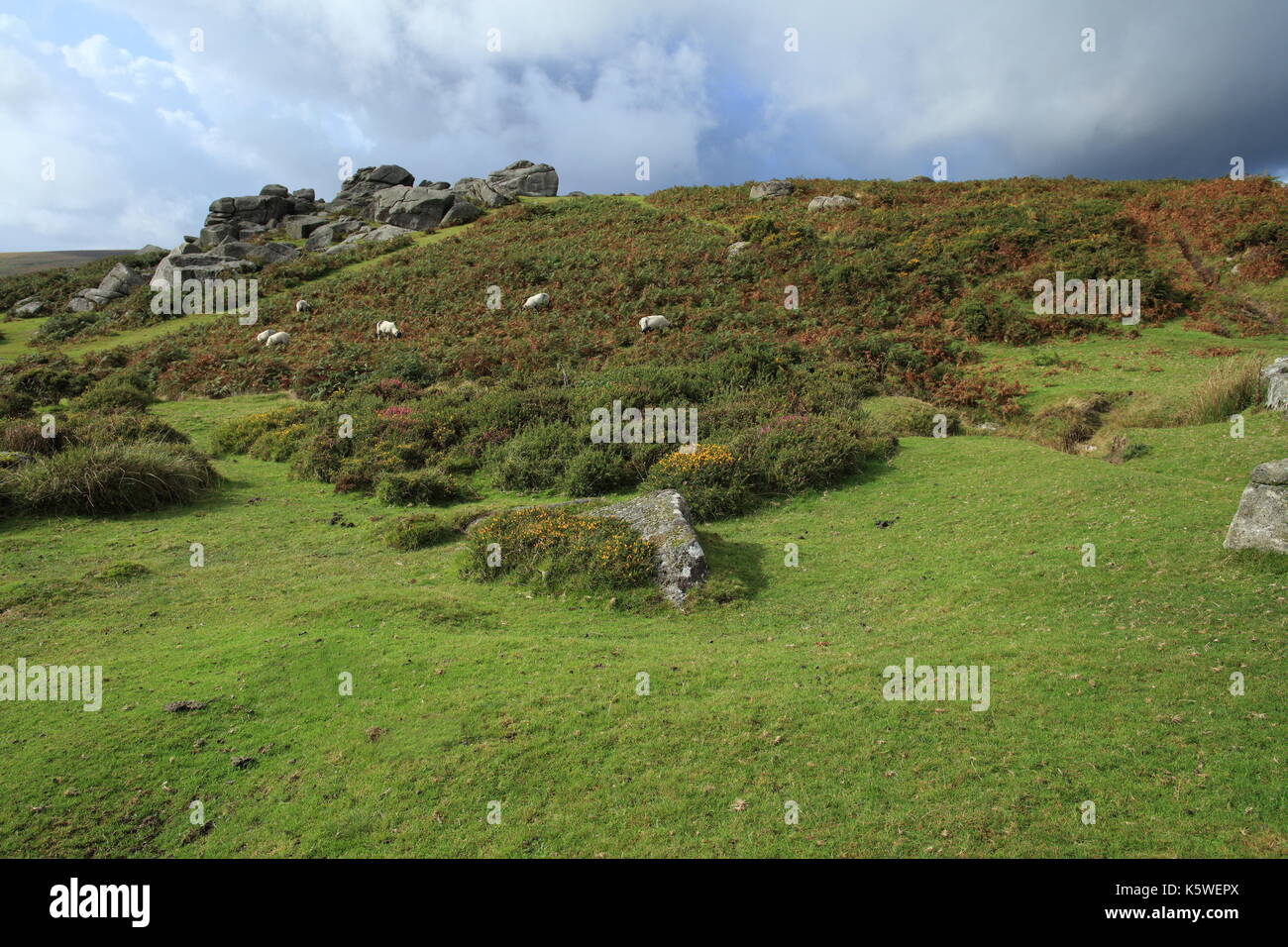 Bonehill rocks, Dartmoor, Devon, England, UK Stock Photo - Alamy