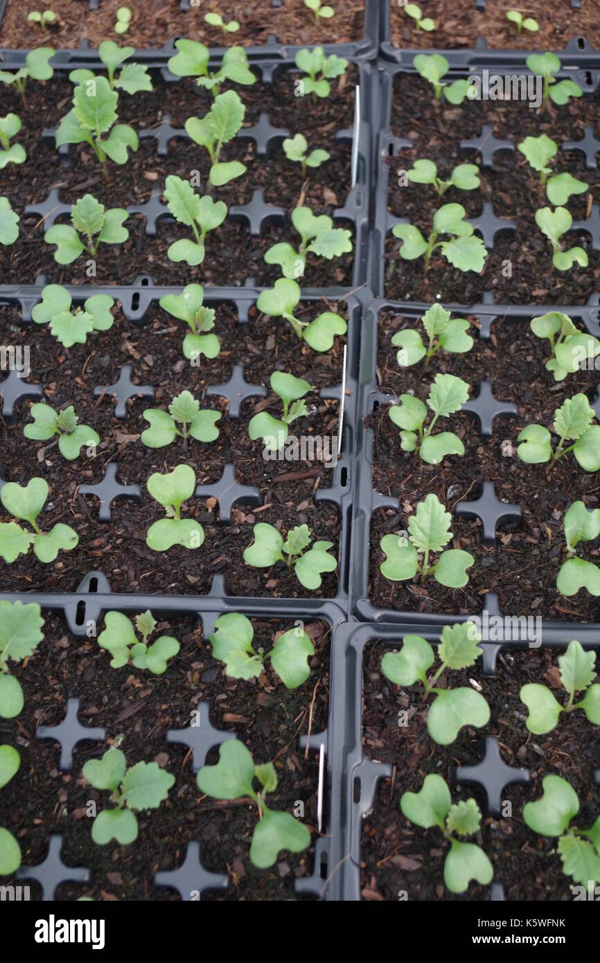 Plug Plant Seedlings Growing in a Poly Tunnel at Lydcott Nursery, Mid ...