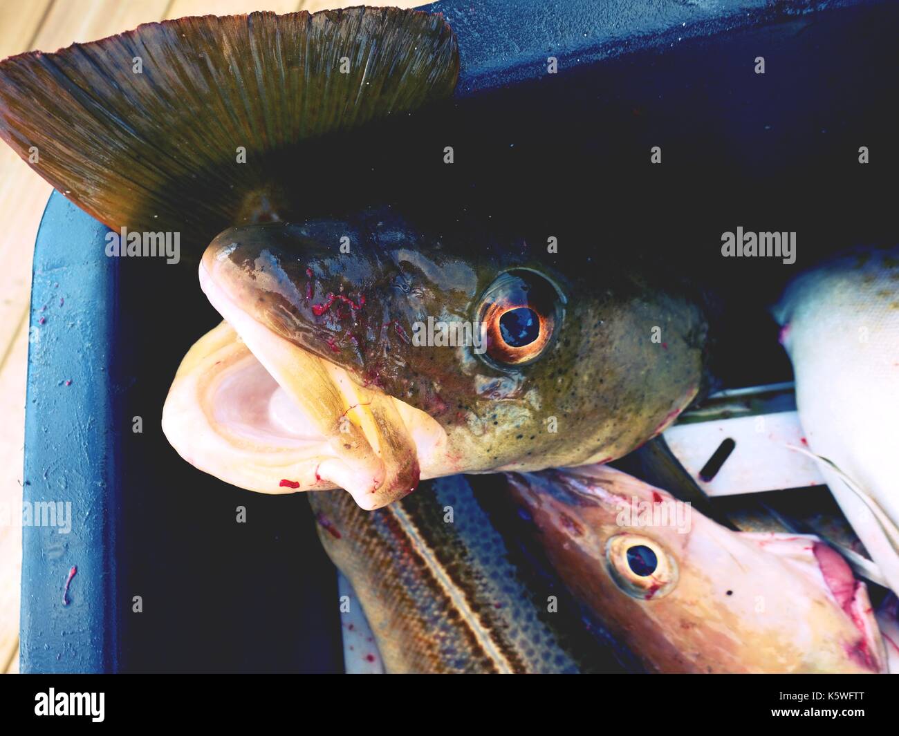 Fresh fish container sell box hi-res stock photography and images - Alamy