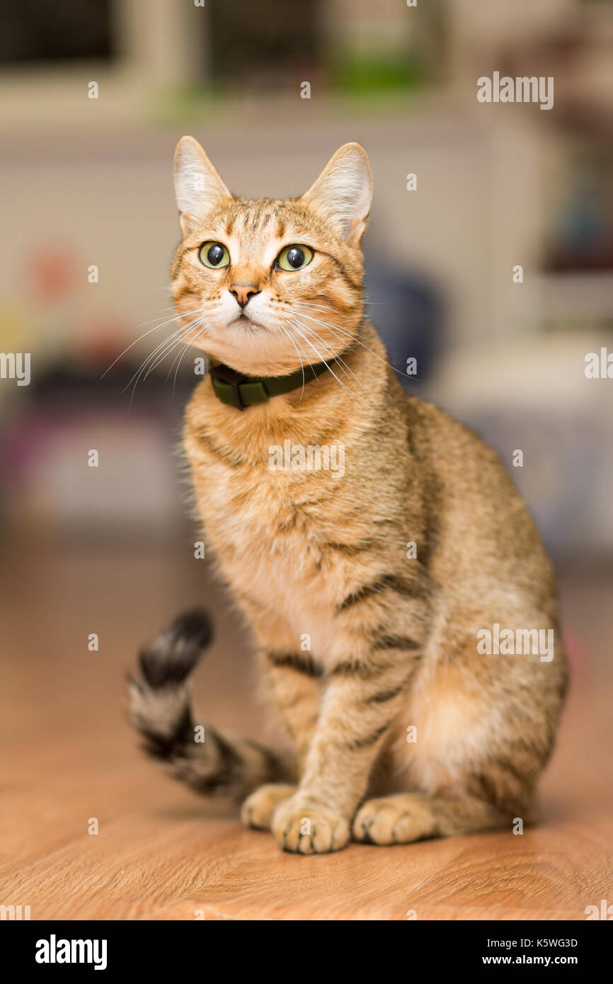 reed cat in a black collar sits on the floor Stock Photo - Alamy