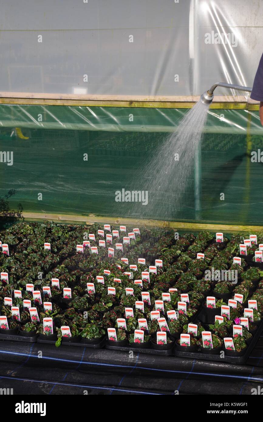 Watering Plug Plants in a Poly Tunnel at Lydcott Nursery. Morchard ...