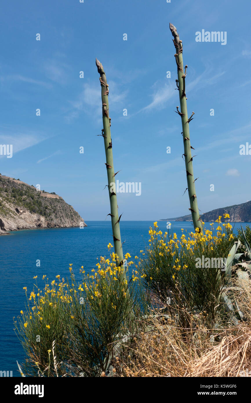 Agavos hi-res stock photography and images - Alamy