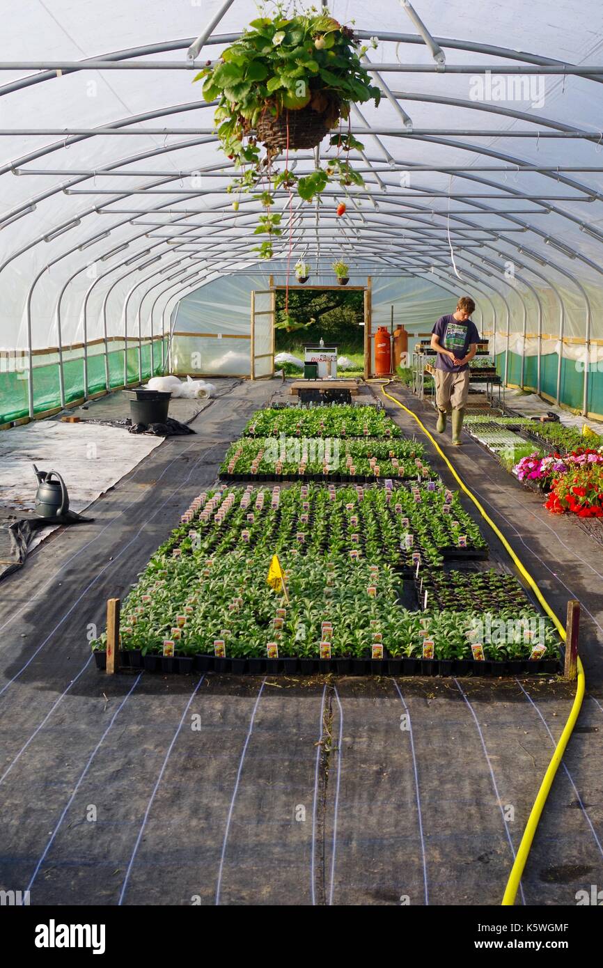 Watering Plug Plants in a Poly Tunnel at Lydcott Nursery. Morchard ...