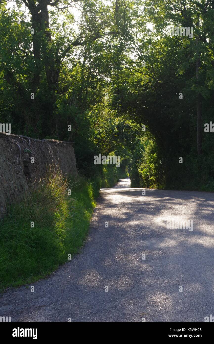 Tree Lined Country Lane Back Road, Morchard Bishop, Mid Devon, UK ...
