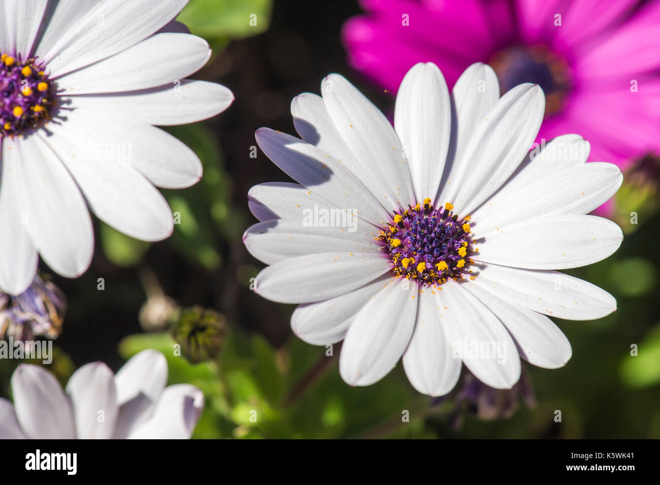 Marguerite du Cap Osteospermum/Dimorphoteca Stock Photo - Alamy