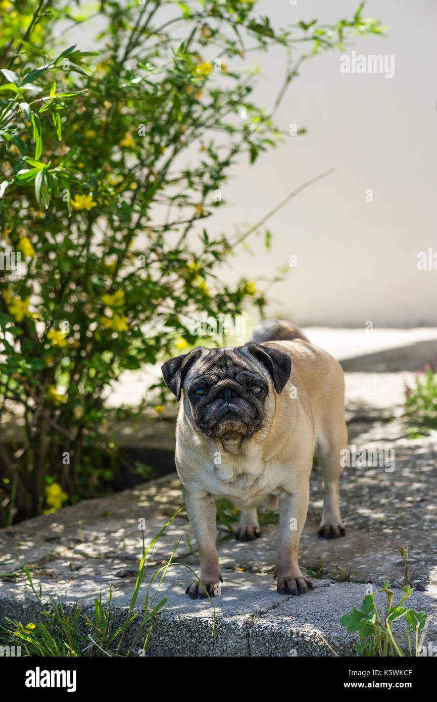 Carlin hi-res stock photography and images - Alamy