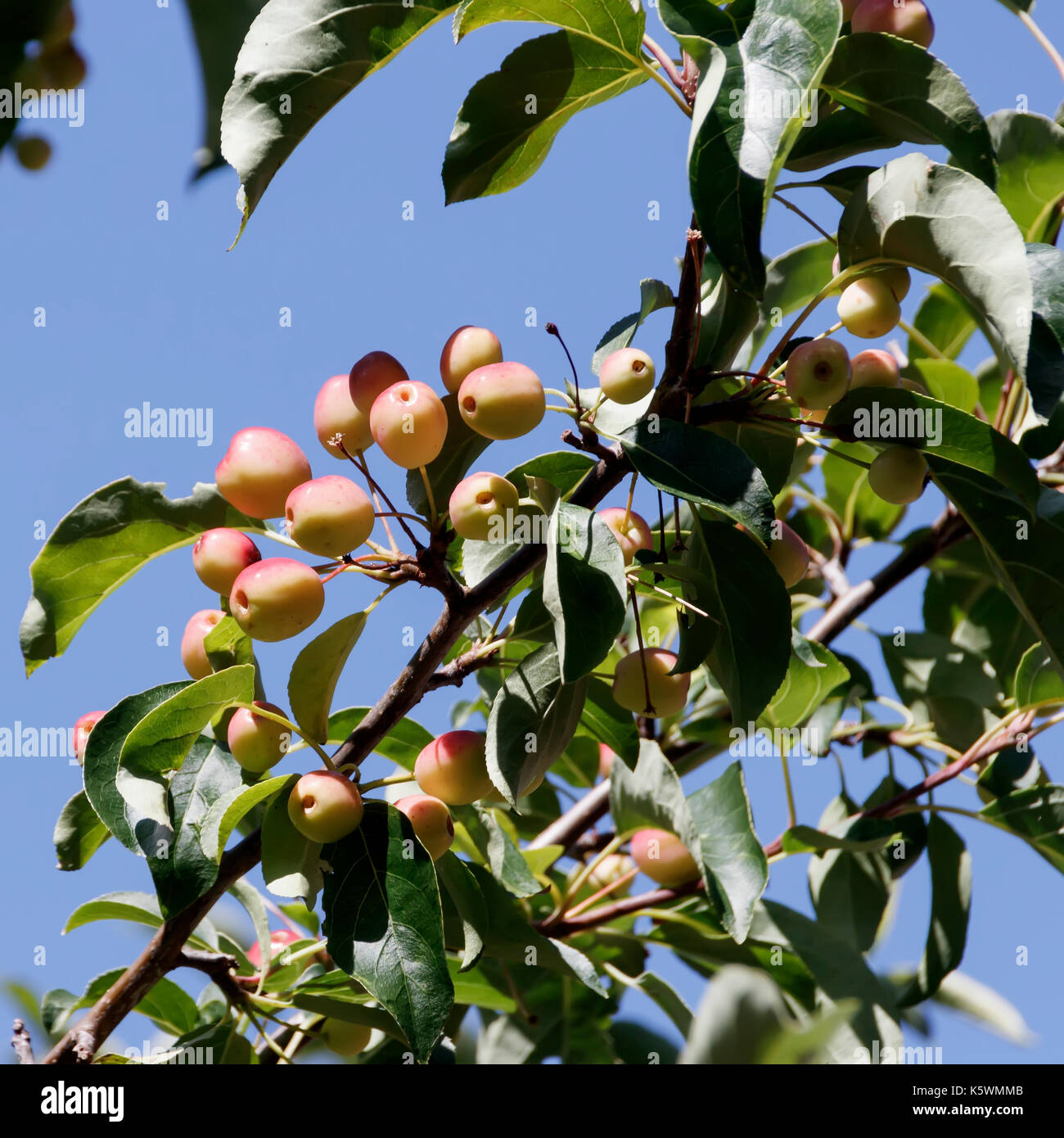 Paradise apple tree hi-res stock photography and images - Alamy