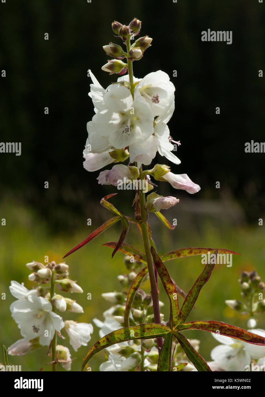 White Checker Mallow (Sidalcea candida variety candida) on Colorado's ...
