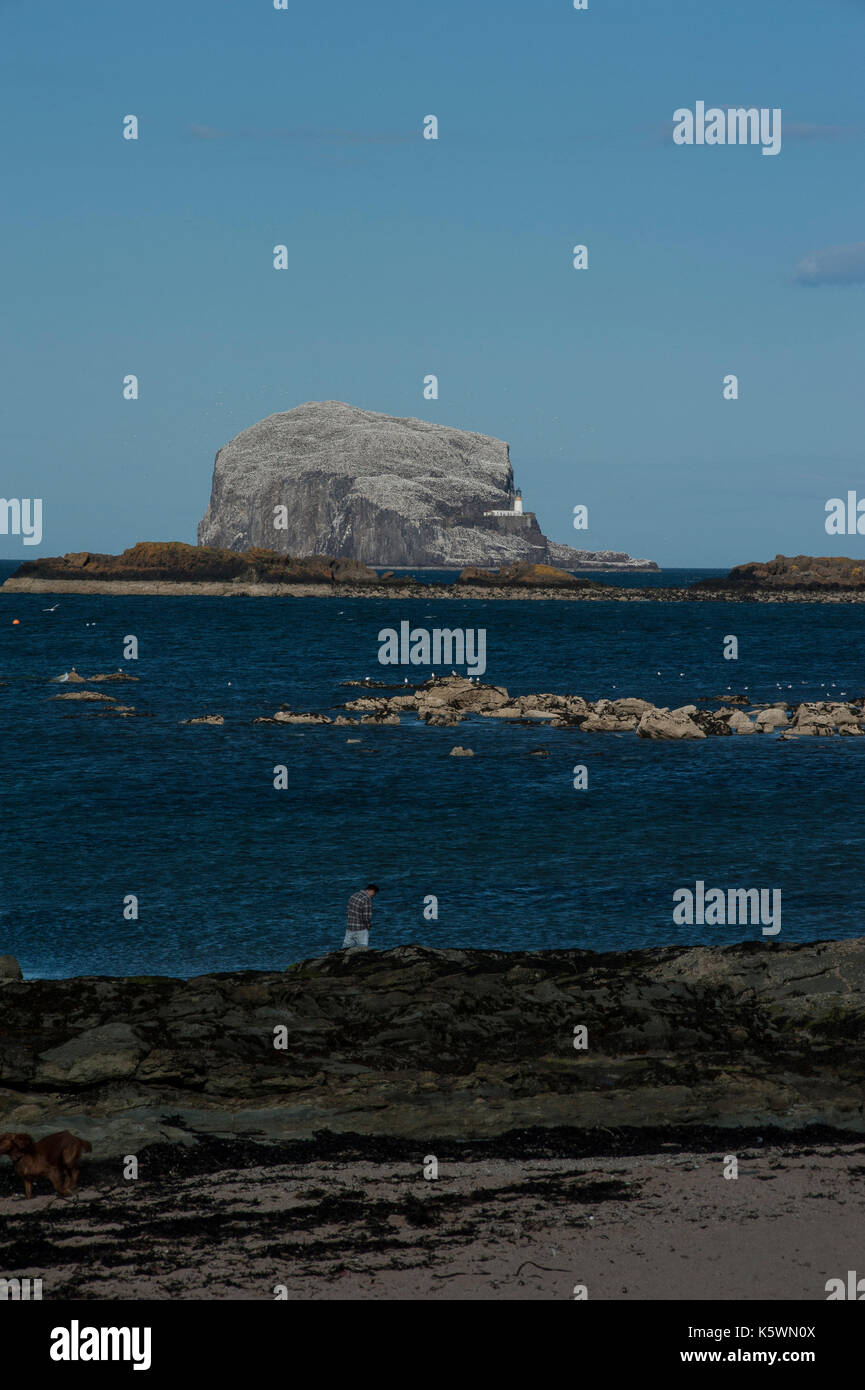 The Bass Rock Stock Photo - Alamy