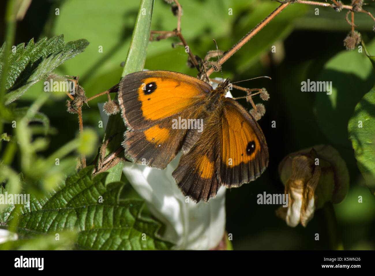 Gatekeeper female hi-res stock photography and images - Alamy