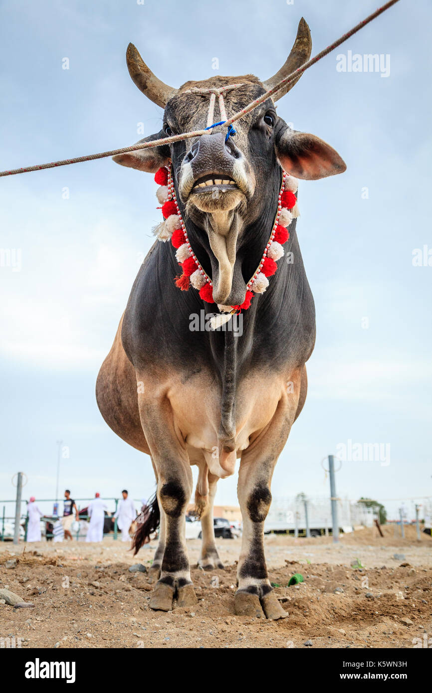 Black bull ring nose hi-res stock photography and images - Alamy