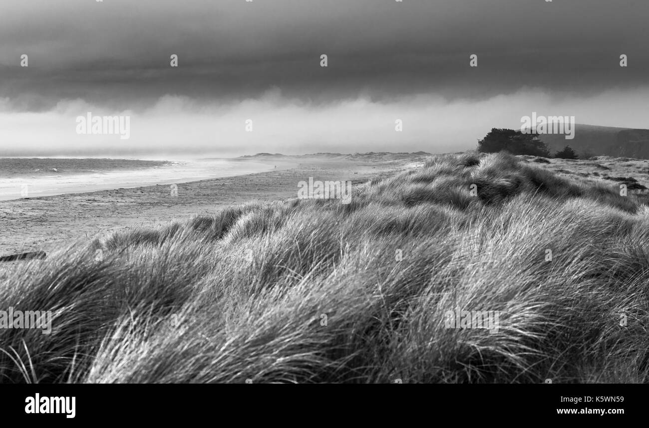 California windswept beach Stock Photo - Alamy