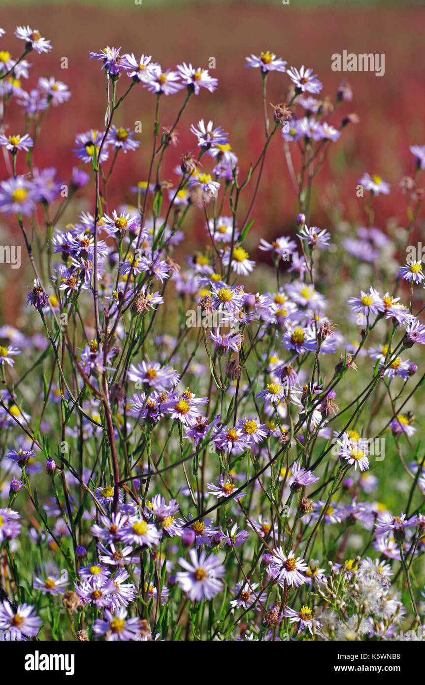 the wildflower Aster tripolium, the Sea Aster, a plant that grows in ...