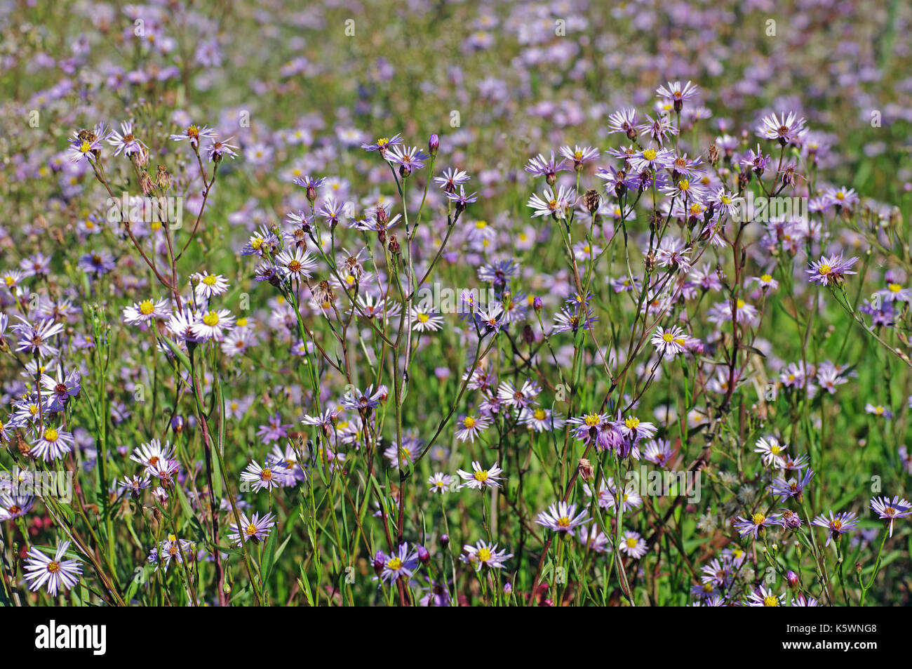the wildflower Aster tripolium, the Sea Aster, a plant that grows in ...