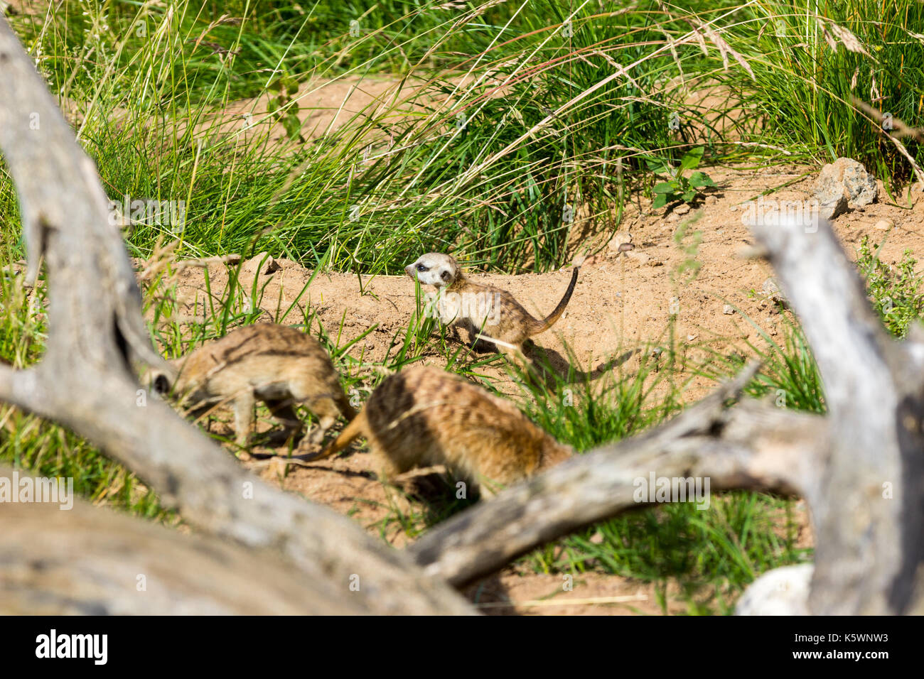 Family south african meerkats hi-res stock photography and images - Alamy