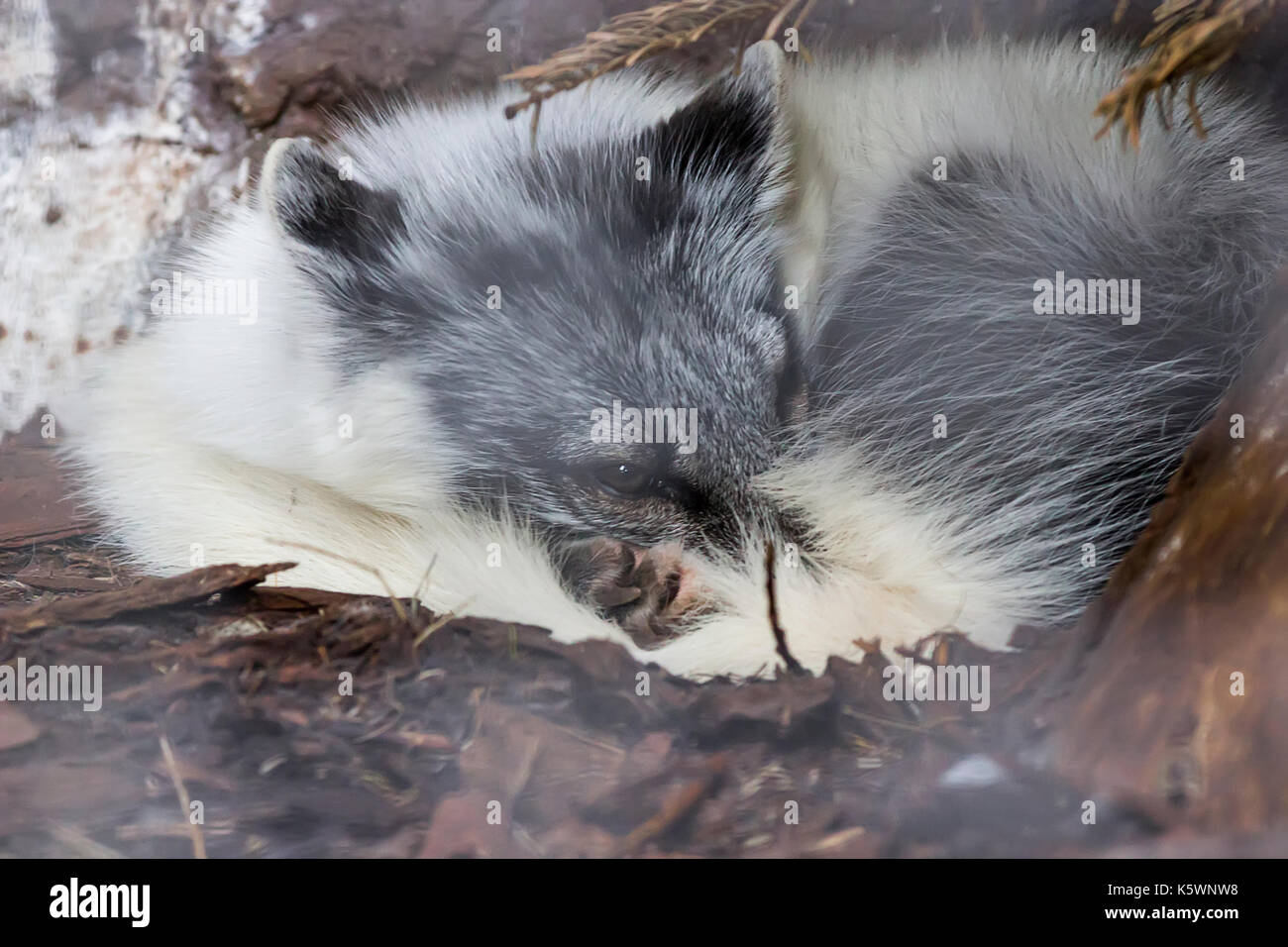 White fox sleeping under tree in Auyuittuq National Park Canada Stock ...