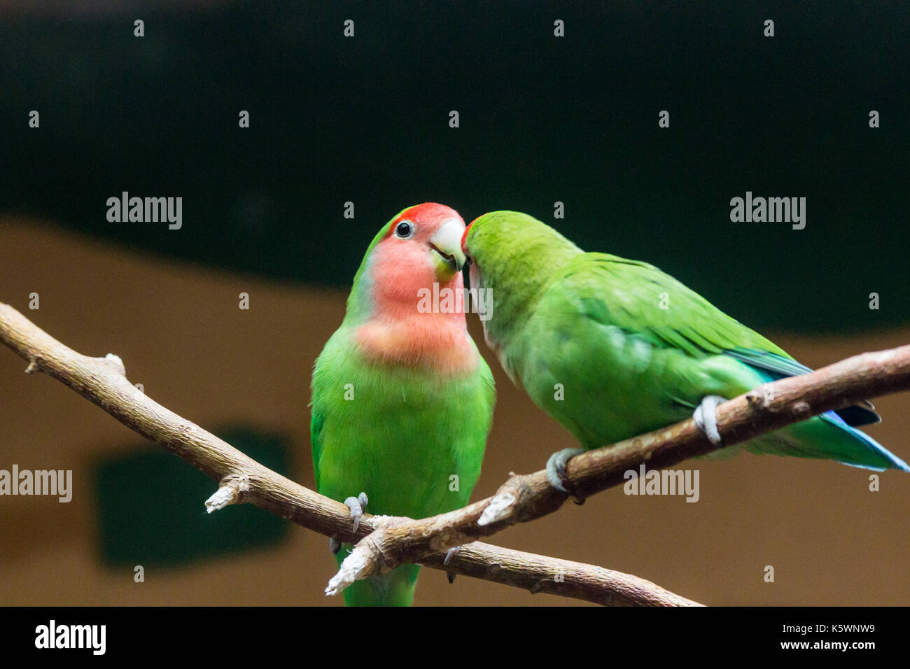 yellow-naped amazon parrot Amazonia National Park in the territory of ...